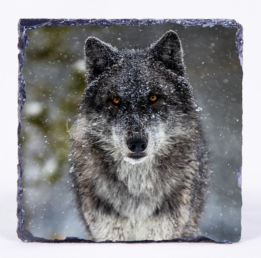 Big Bad Wolf - Simone Amaduzzi Photography - Nature & Wildlife Photography